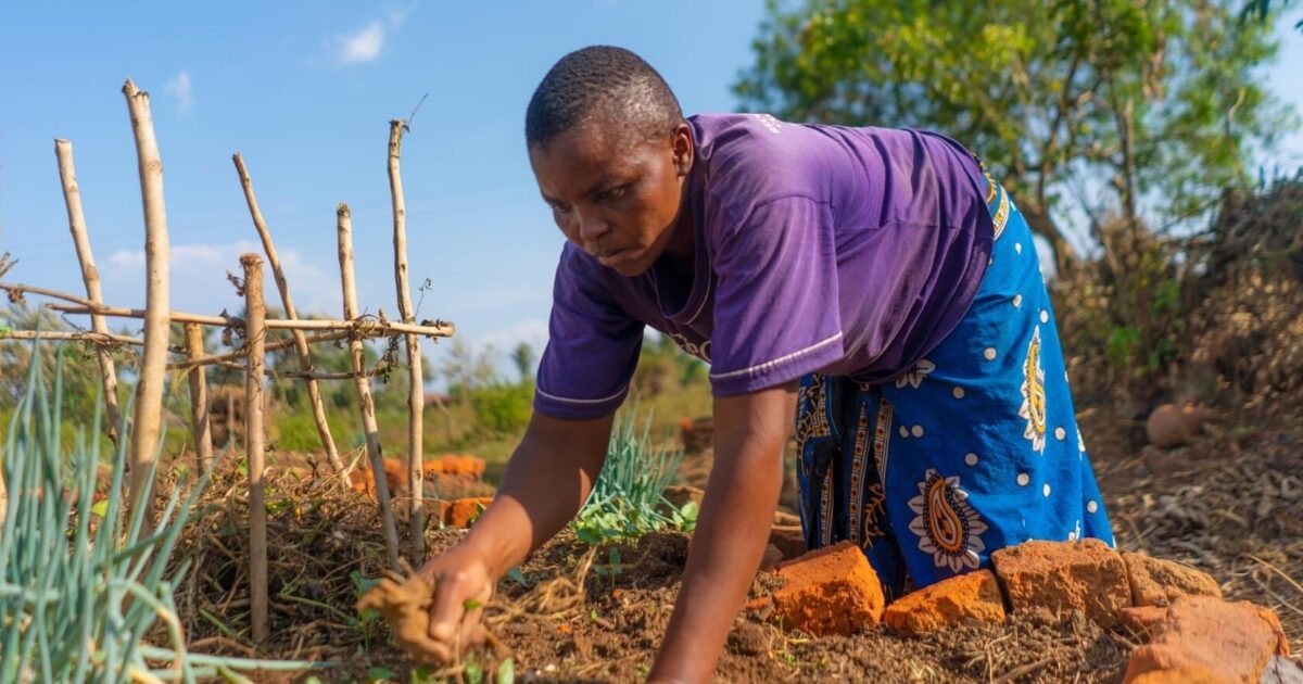 Ripple Effect | How to create a keyhole garden