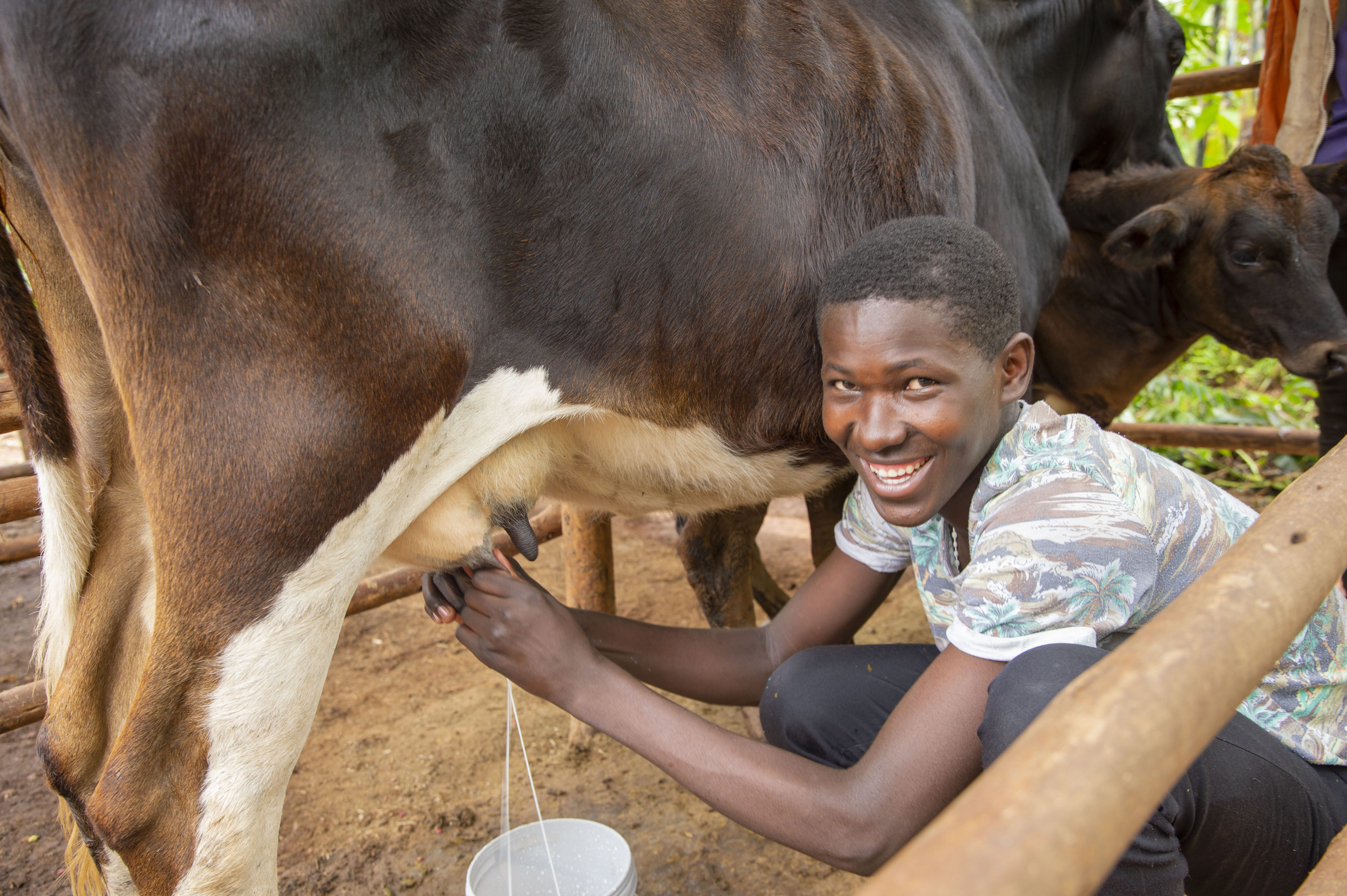 Ripple Effect | How Dairy Farmers in Rwanda Are Building Sustainable…