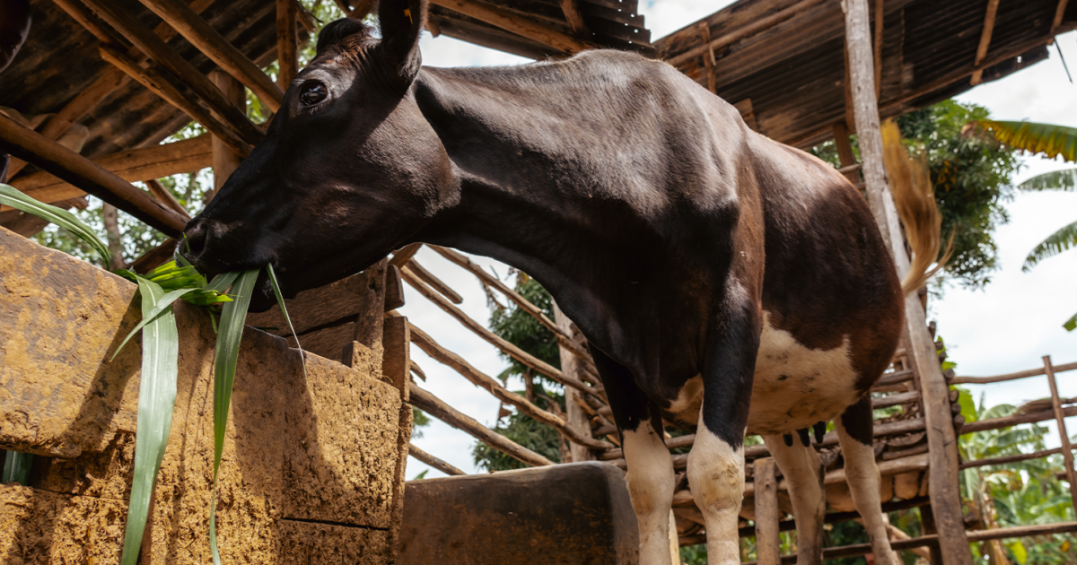 Ripple Effect | Ongera Amata Project Launch in Rwanda