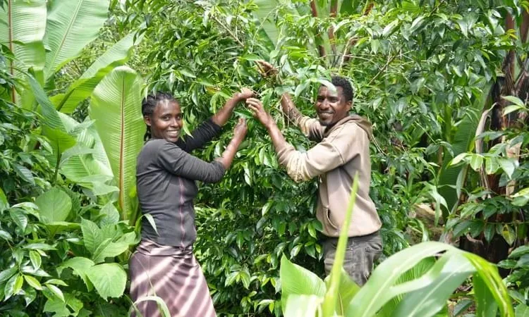 Ripple Effect | The power of a radio appeal