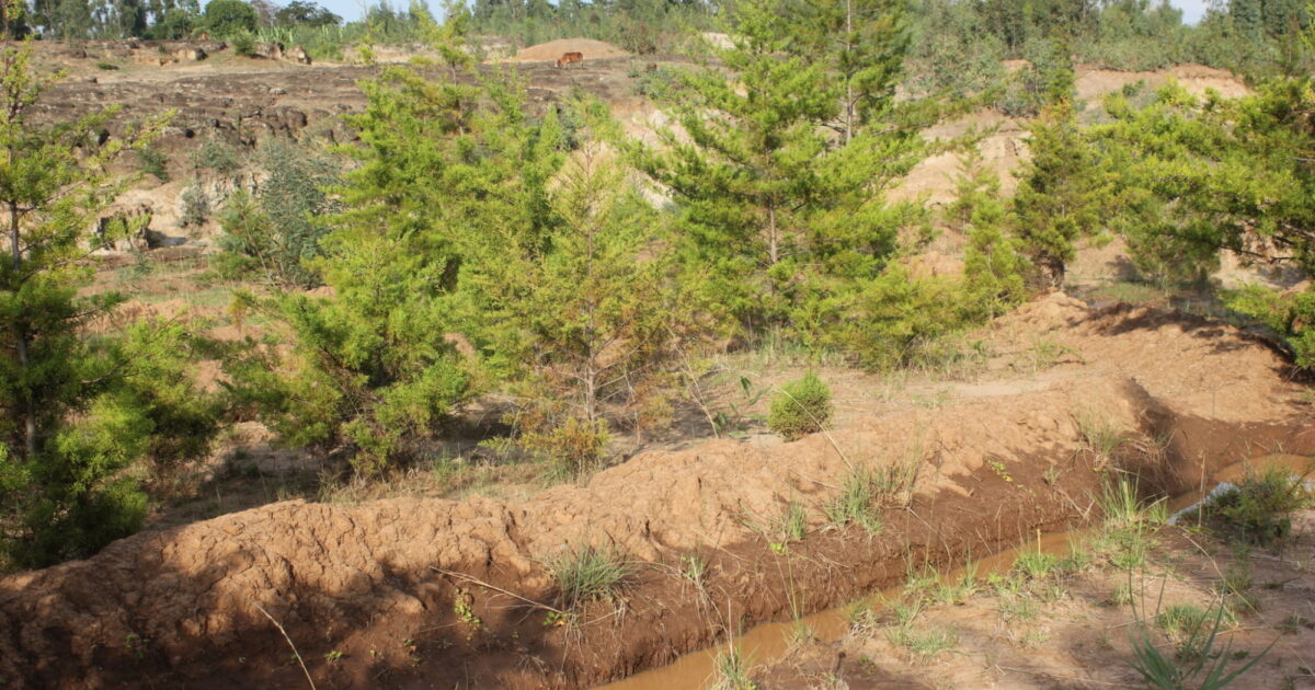 Ripple Effect | Environmental transformation: Planting trees for the…