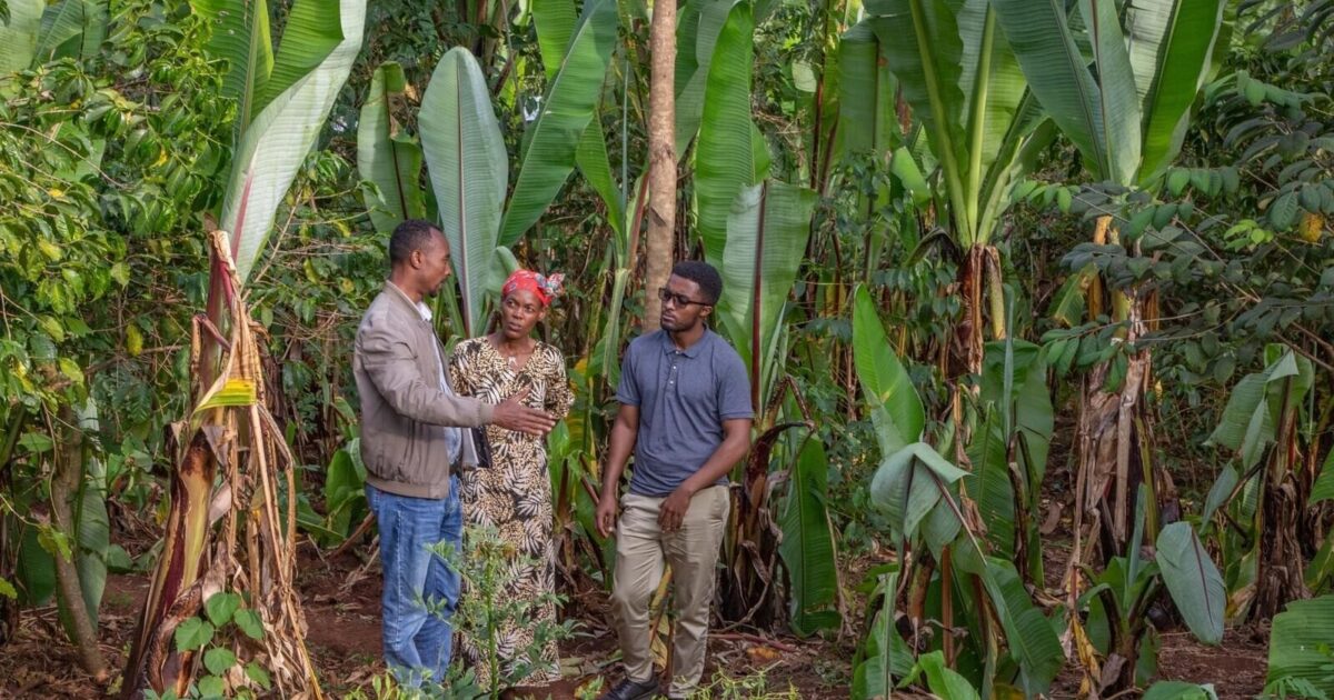 Ripple Effect | All you need to know about enset - the “false banana”…