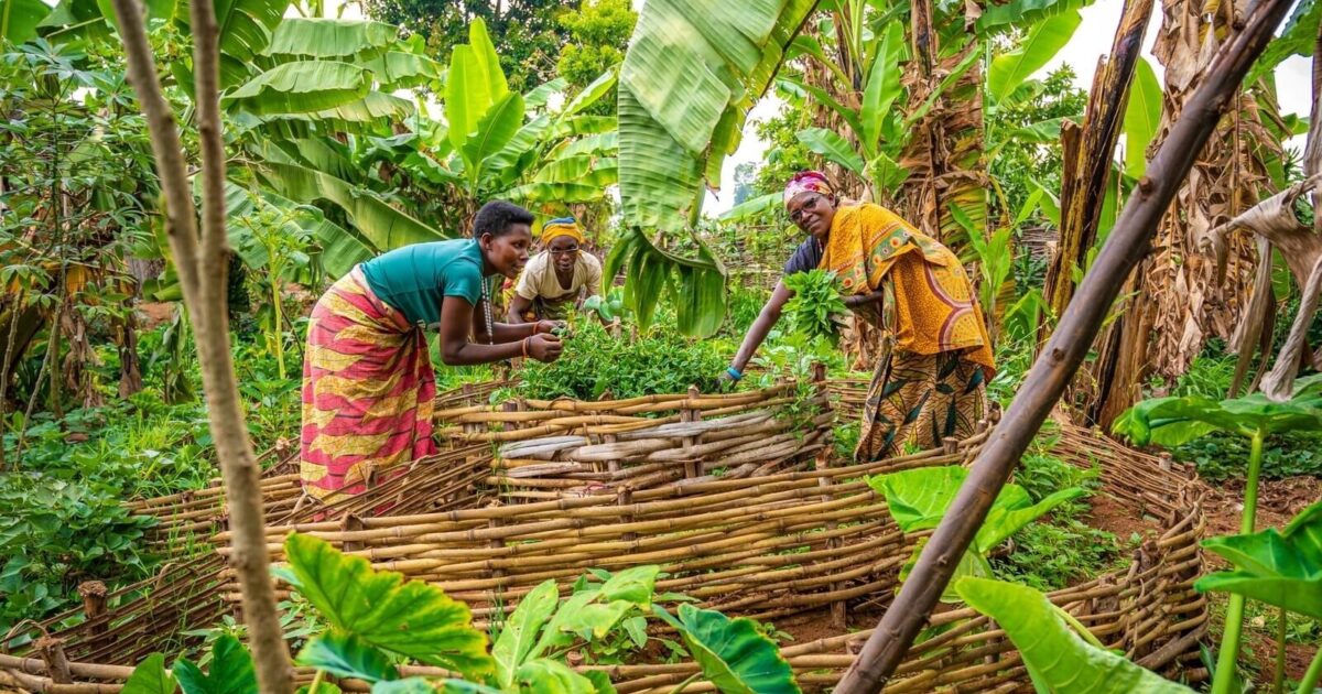 Ripple Effect | How Ripple Effect’s work contributes to the aims of…