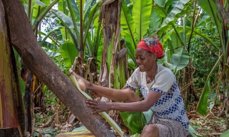 Ripple Effect | All you need to know about enset - the “false banana”…