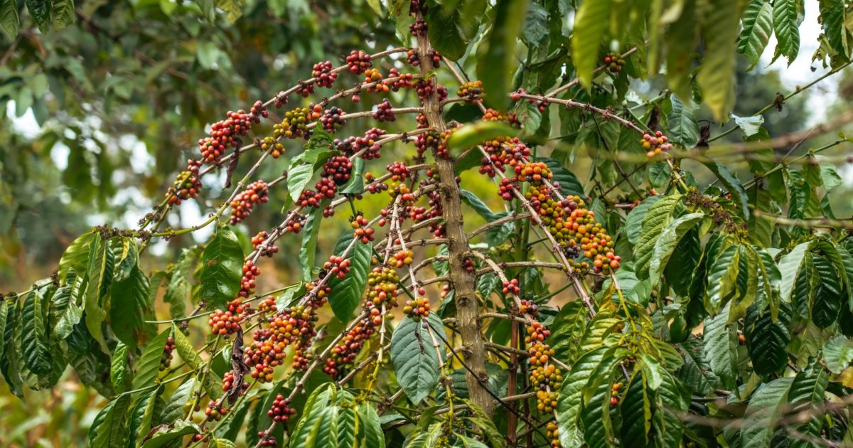 Ripple Effect | Charity project in Ethiopia