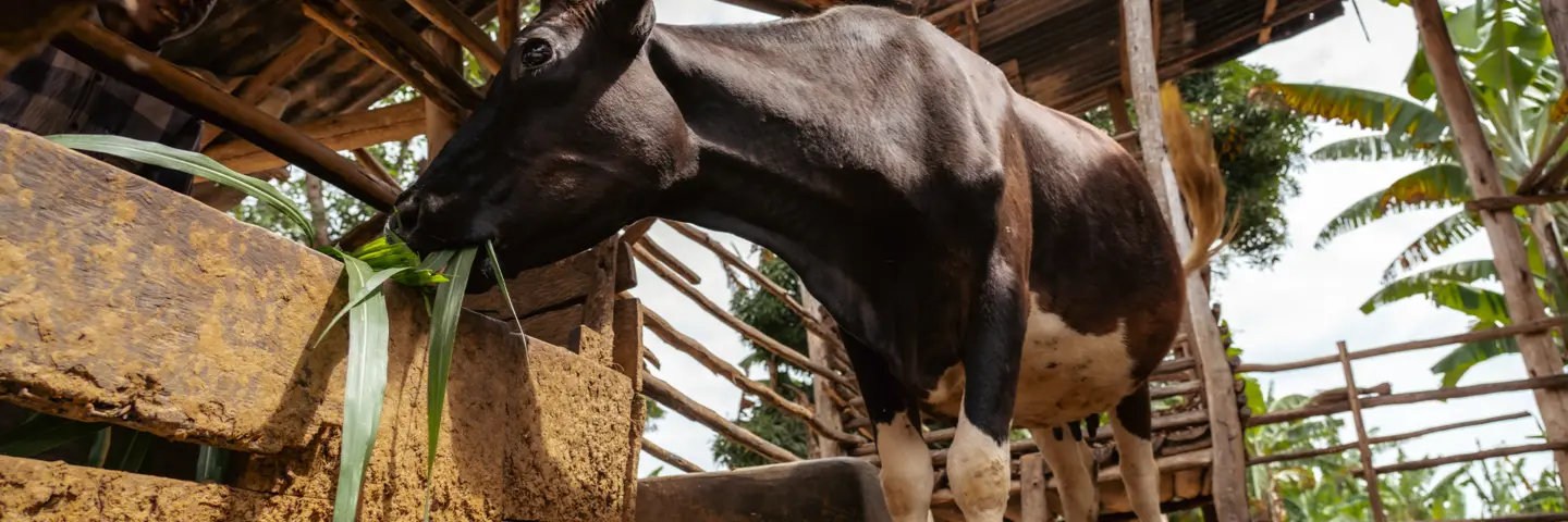 Ripple Effect | Ongera Amata Project Launch in Rwanda