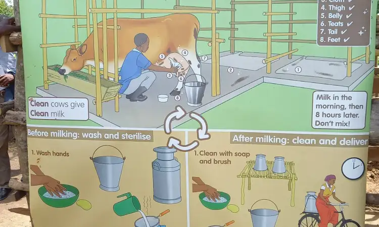 Ripple Effect | How Dairy Farmers in Rwanda Are Building Sustainable…