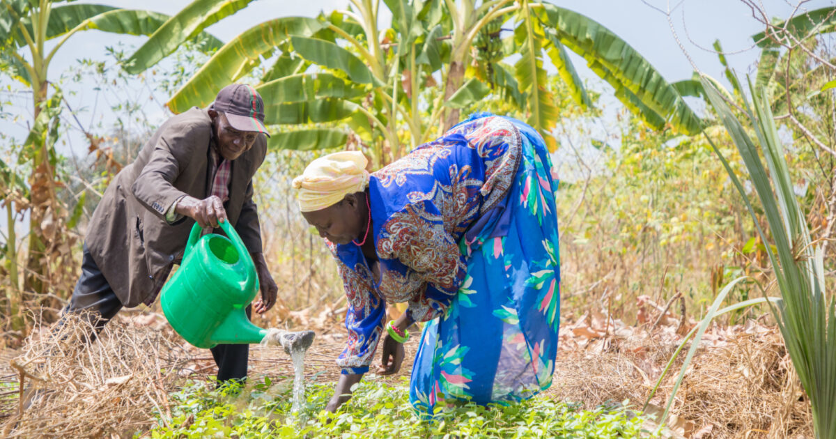 Ripple Effect | Garden Twinning | A gift for gardeners that keeps on…